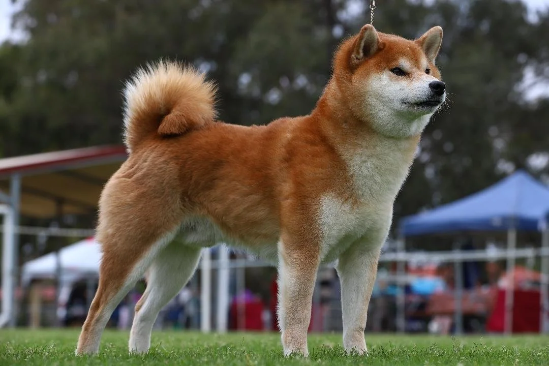 Our boys — Mashumarosou マシュマロ