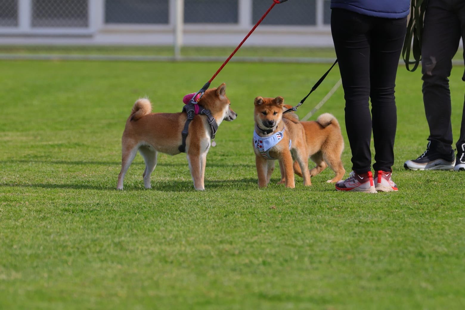 Shibas' Catch-Up Day — Mashumarosou マシュマロ