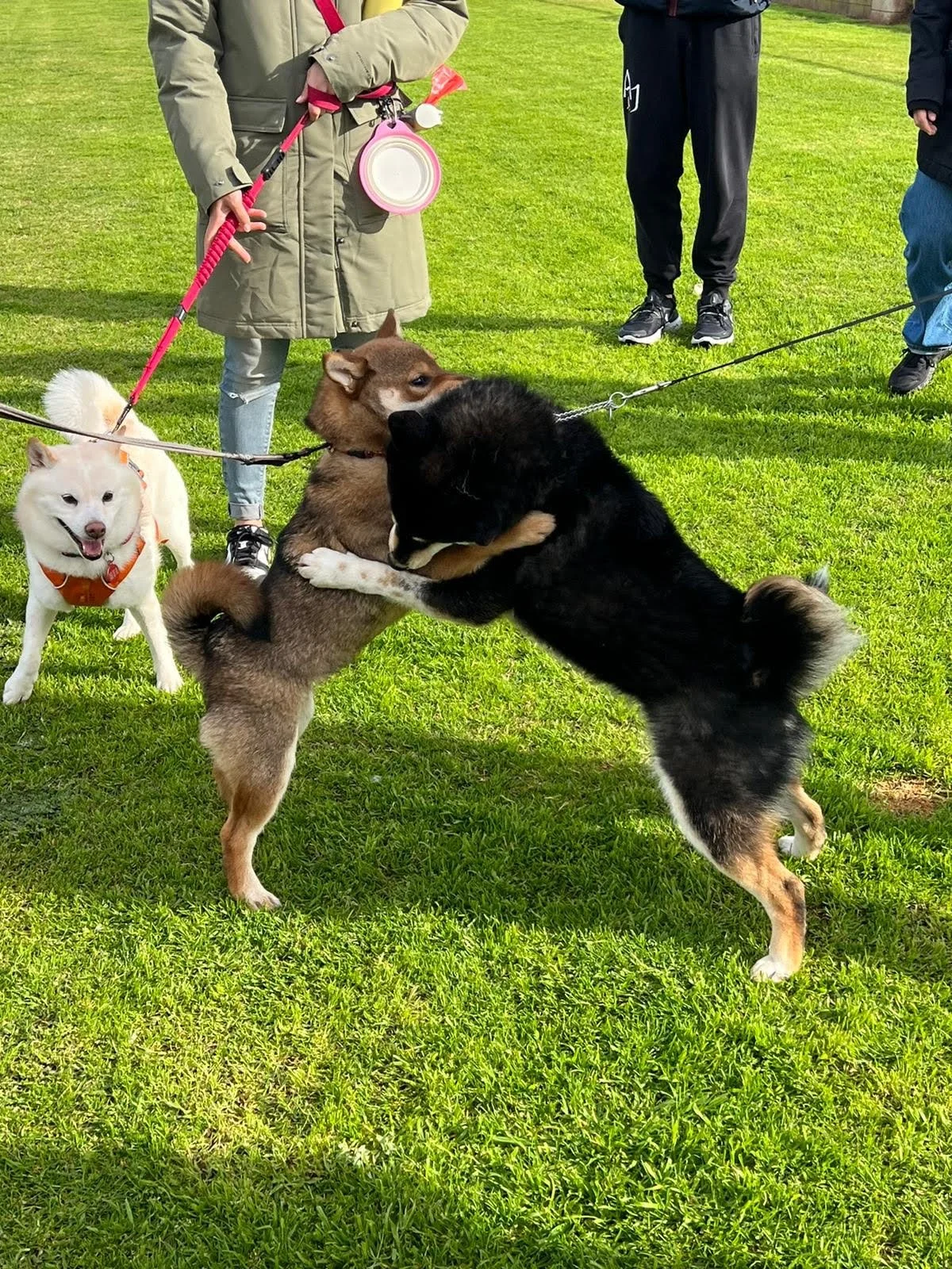 Shibas' Catch-Up Day — Mashumarosou マシュマロ