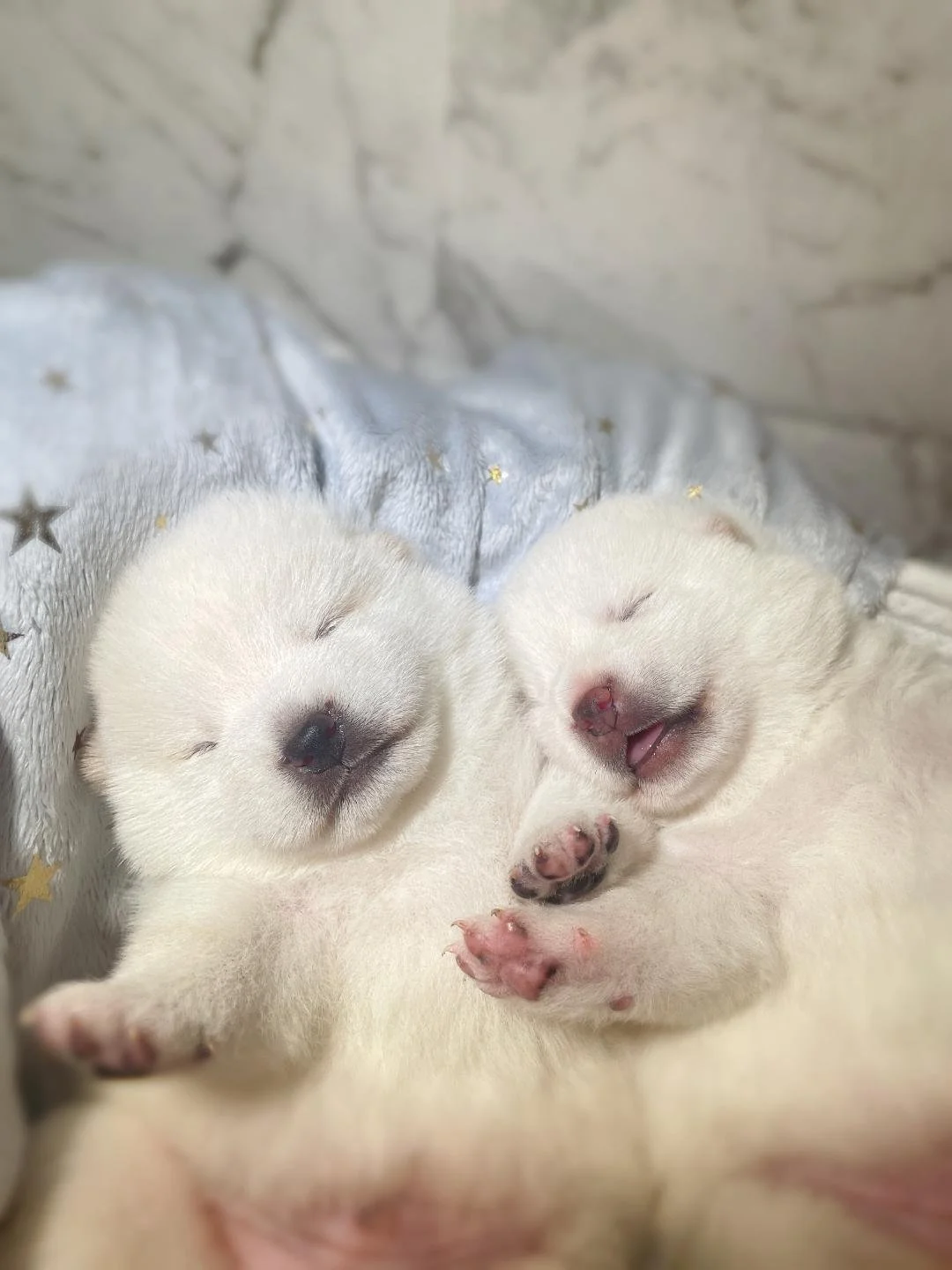 Services — Mashumarosou マシュマロ