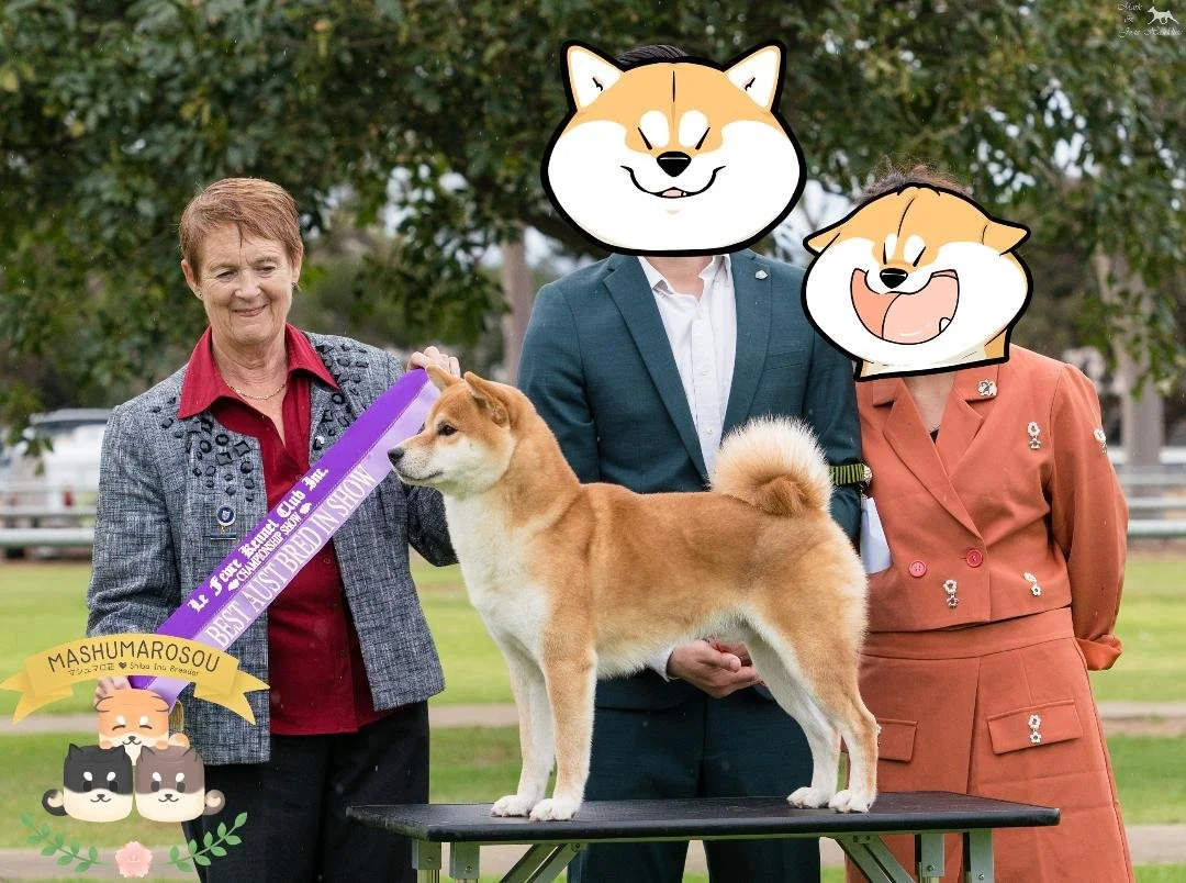 Our boys — Mashumarosou マシュマロ