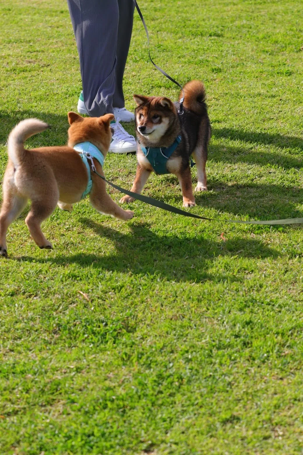 Shibas' Catch-Up Day — Mashumarosou マシュマロ