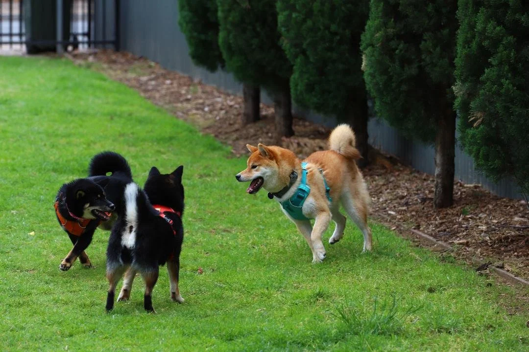 Shibas' Catch-Up Day — Mashumarosou マシュマロ