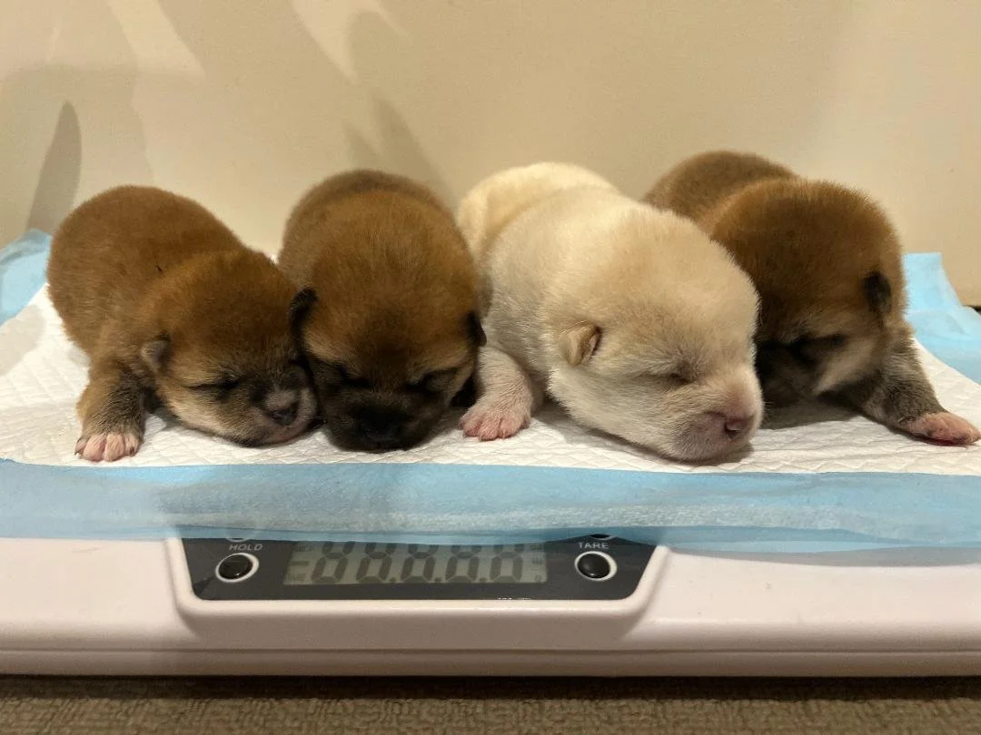 Services — Mashumarosou マシュマロ