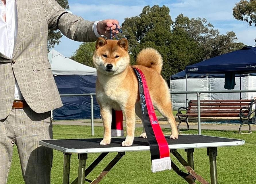 Intro — Mashumarosou マシュマロ