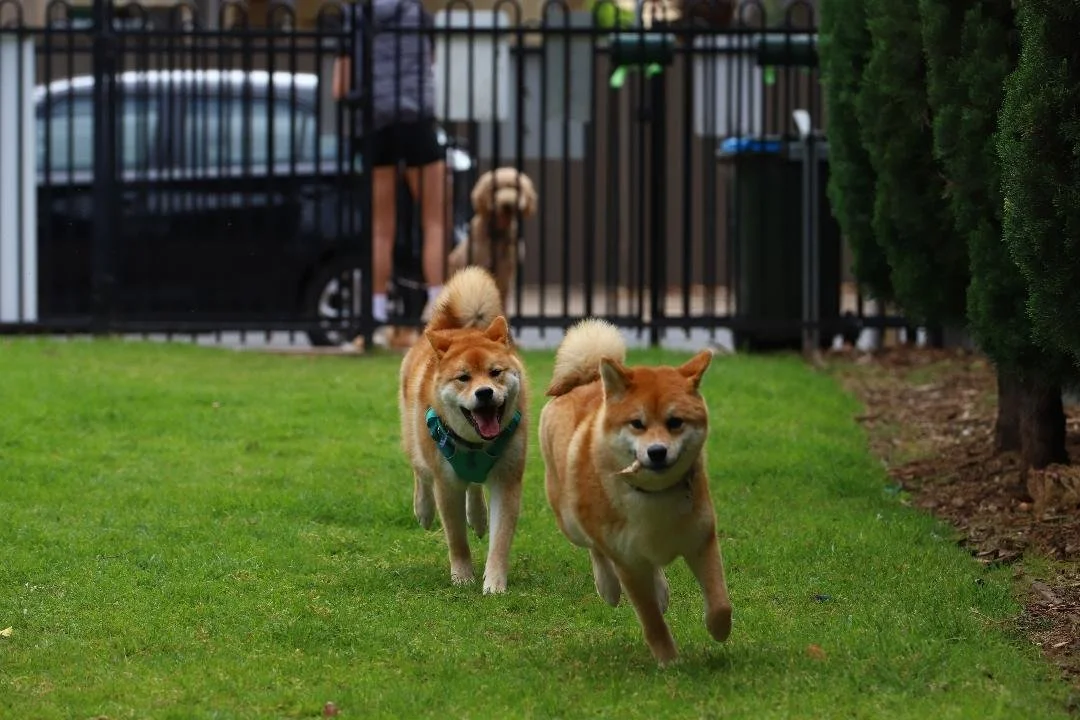 Shibas' Catch-Up Day — Mashumarosou マシュマロ