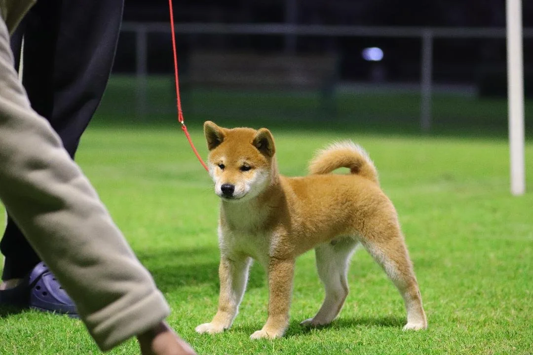 More Photos — Mashumarosou マシュマロ