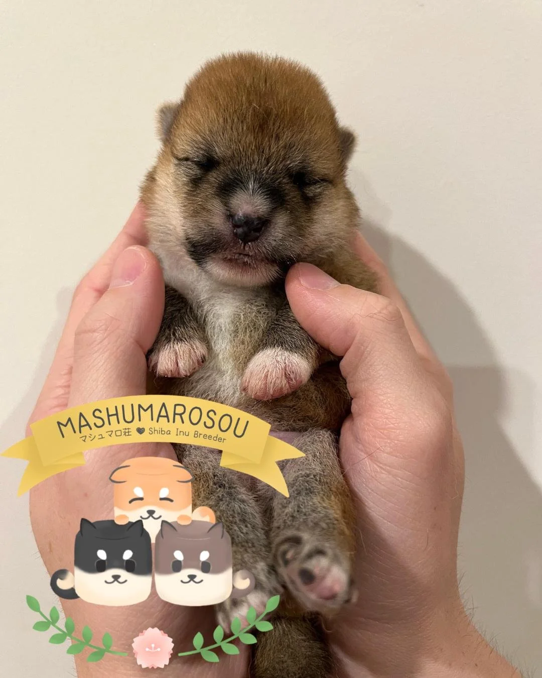 Services — Mashumarosou マシュマロ