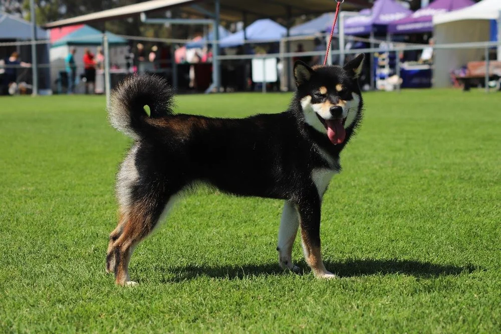 Our girls — Mashumarosou マシュマロ