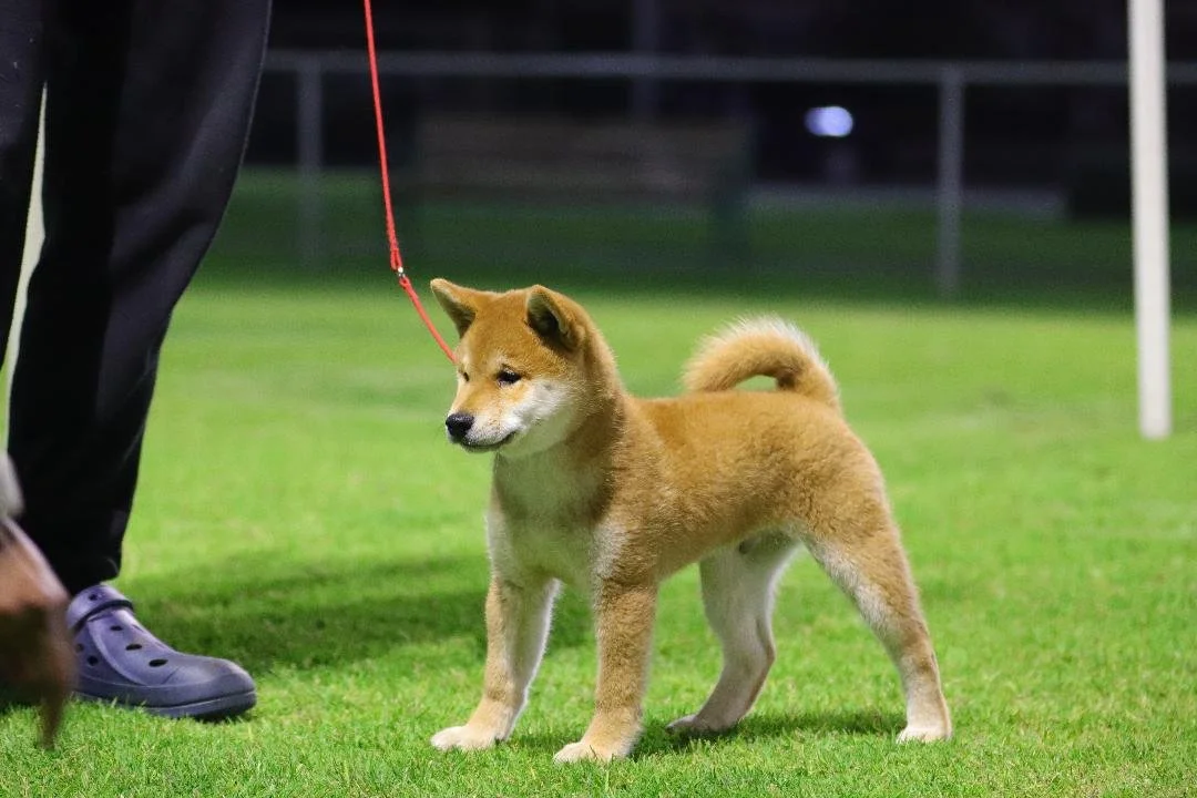 More Photos — Mashumarosou マシュマロ