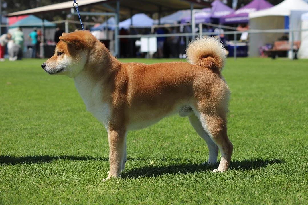 Our boys — Mashumarosou マシュマロ