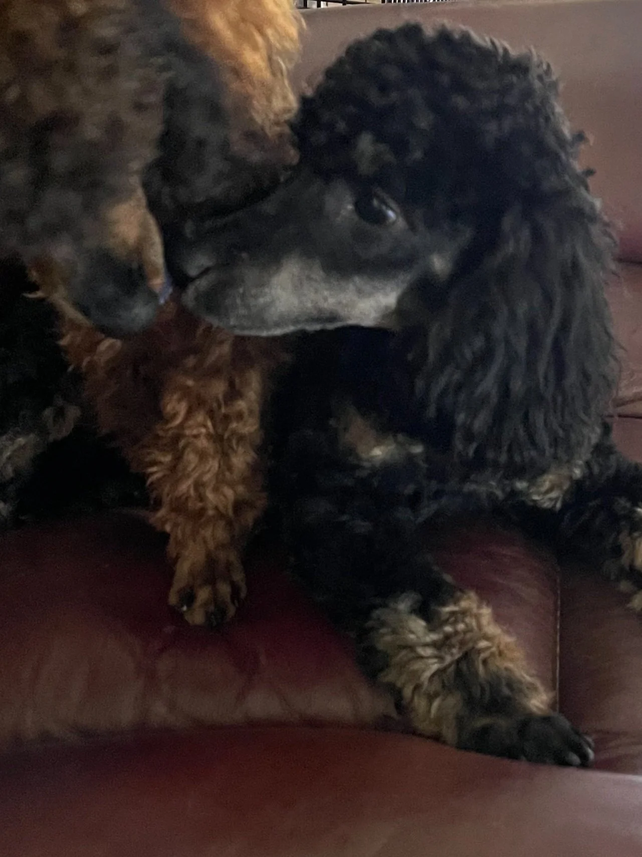 Blue Ridge Legacy Poodles