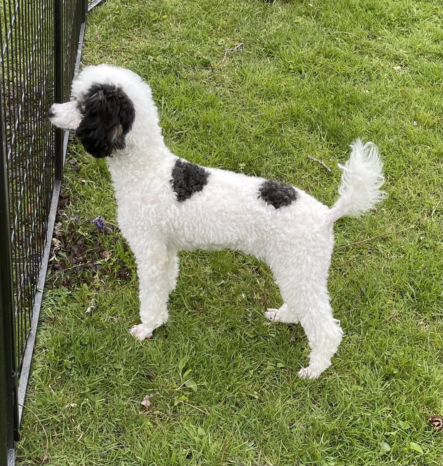 Blue Ridge Legacy Poodles