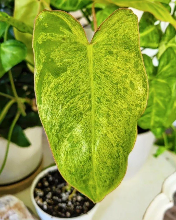 The Roots — The Jungle Room Plant Co.