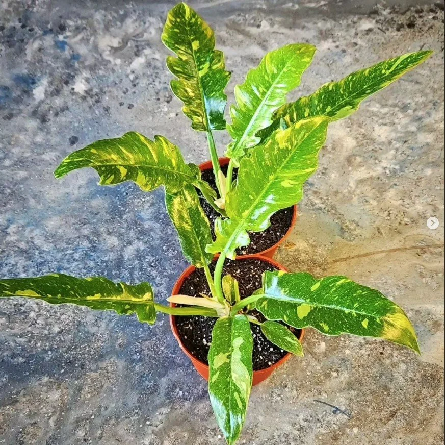 Philodendron Ring of Fire Care Information — The Jungle Room Plant Co.
