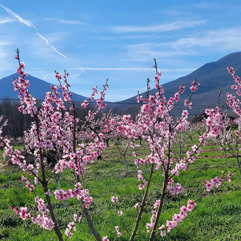 Shop — Gross Orchard