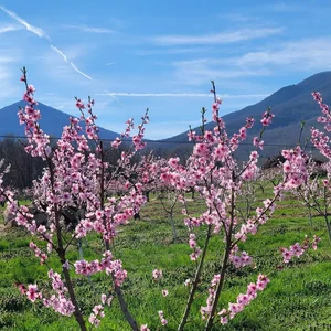 Shop — Gross Orchard