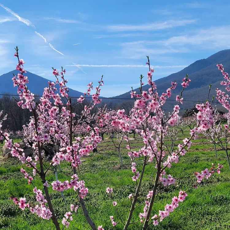 Shop — Gross Orchard