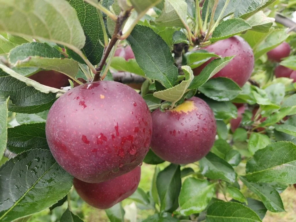 About Us — Gross Orchard
