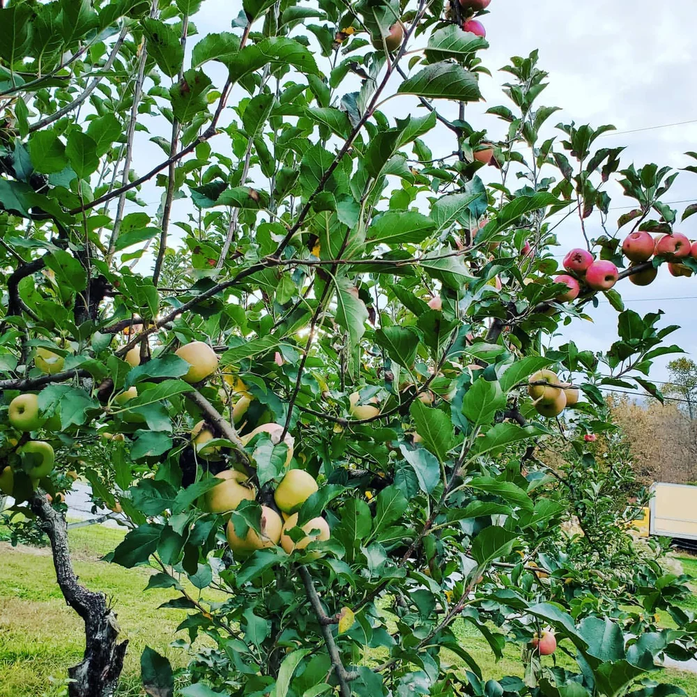 The Orchard — Gross Orchard