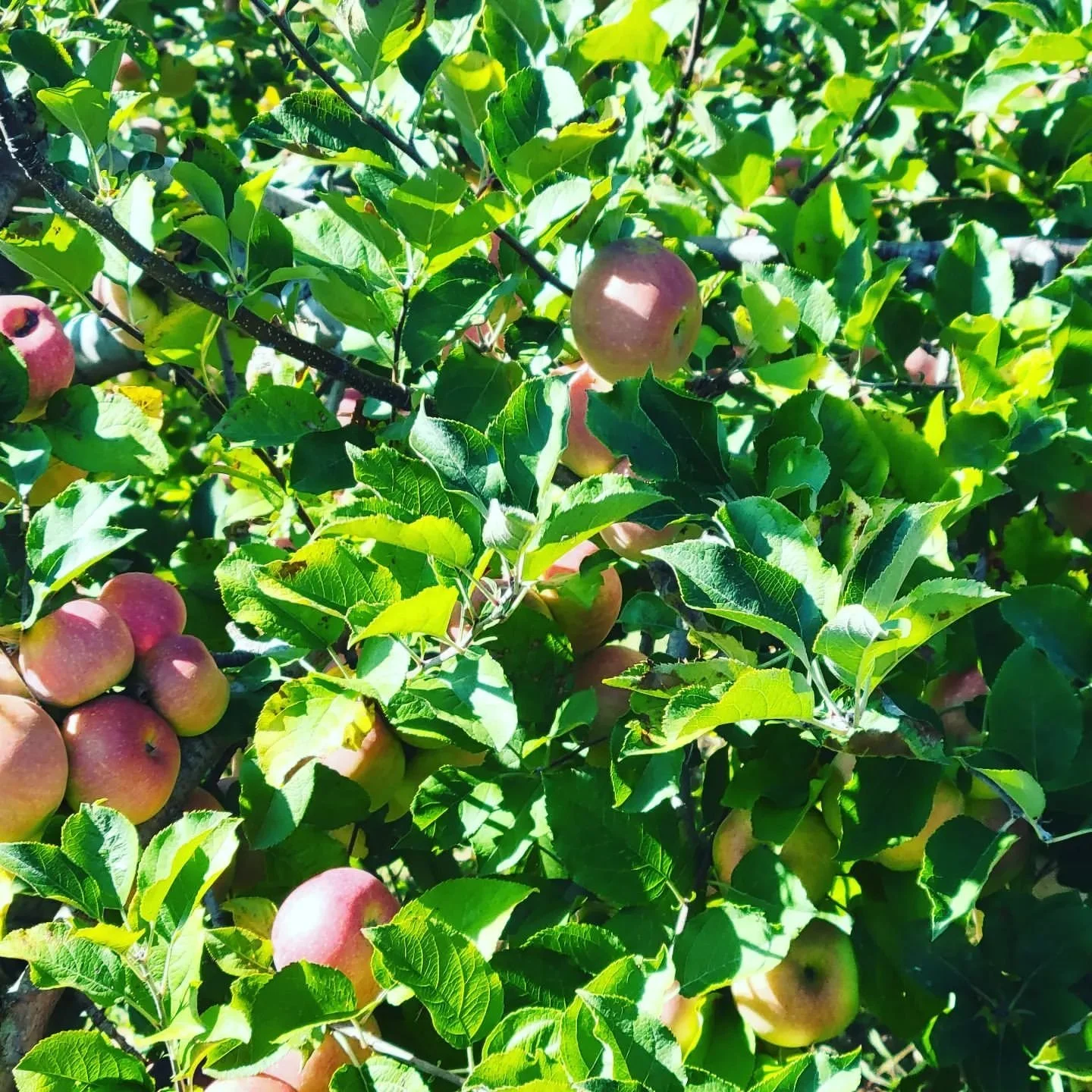 Gross Orchard - Home