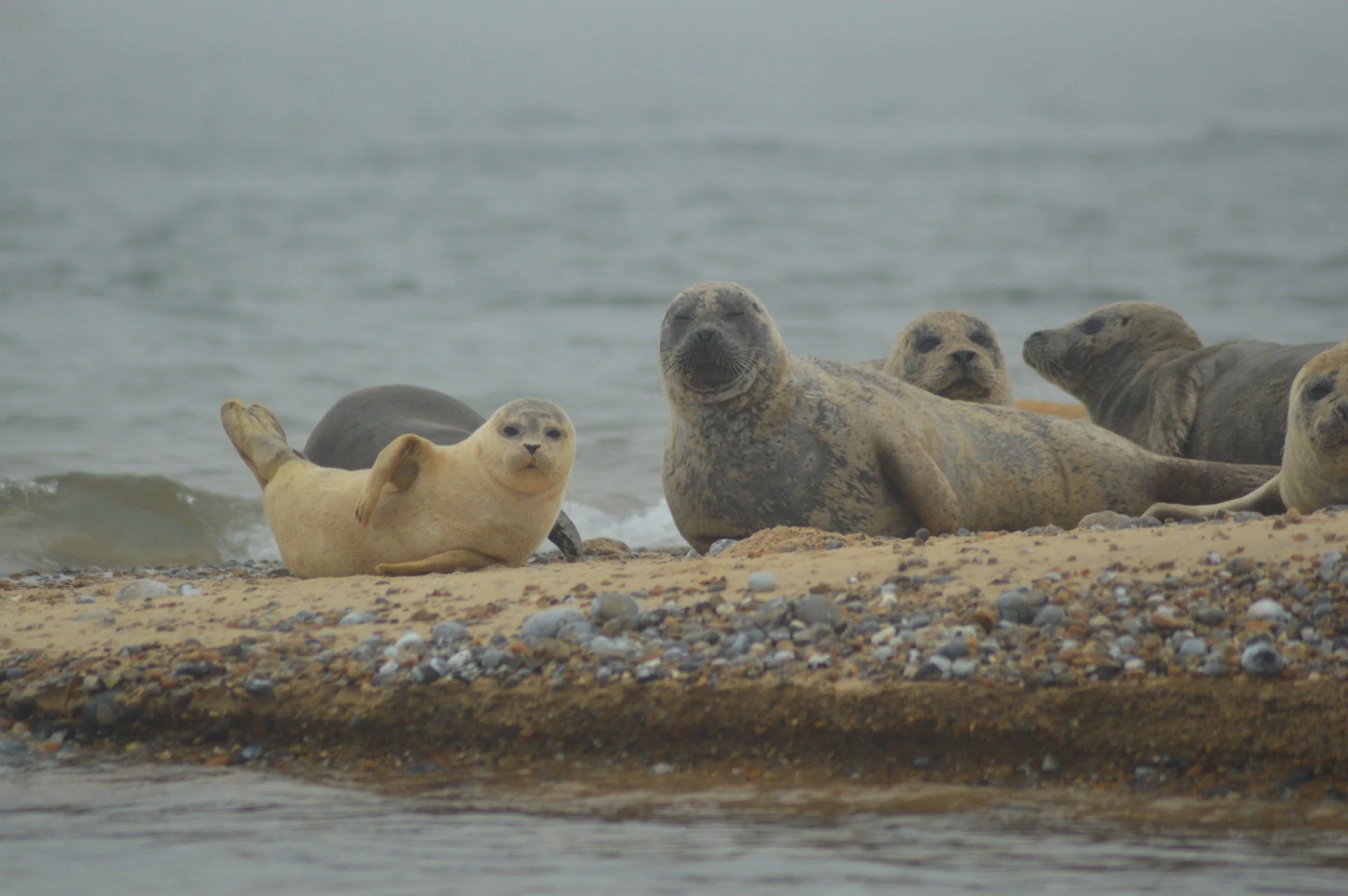 Contact Us — The North Norfolk Wheelyboat 'Poppy'