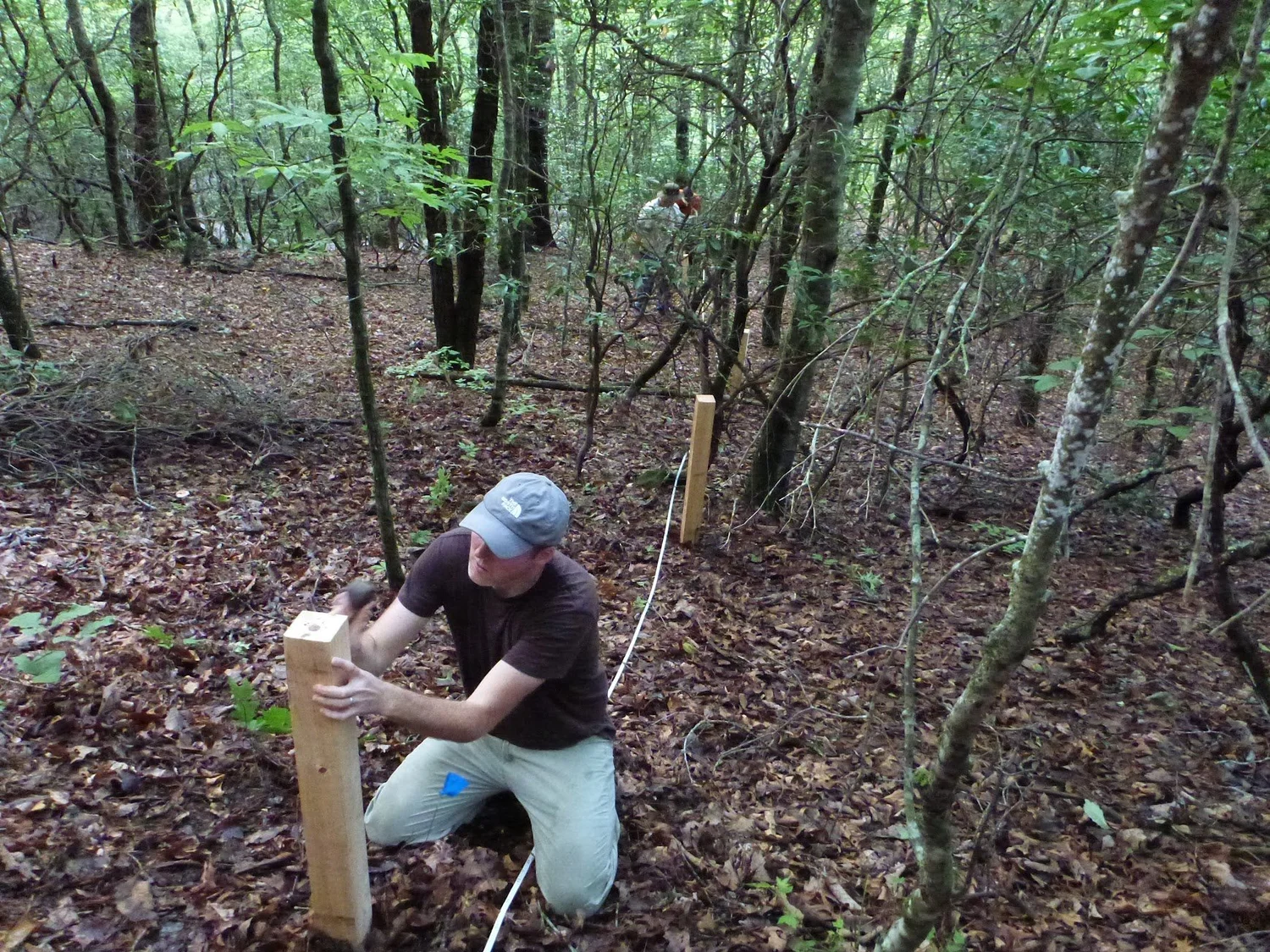 Maynard Ecology Lab @ UCL
