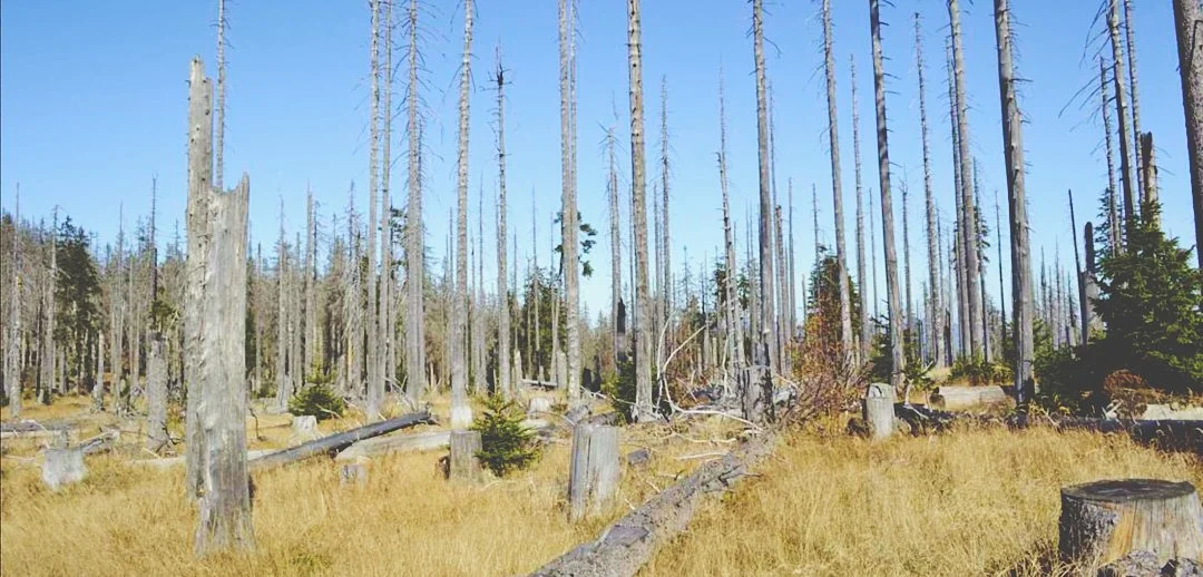 Over 100 Ways To Heal The Planet — HEAL THE PLANET