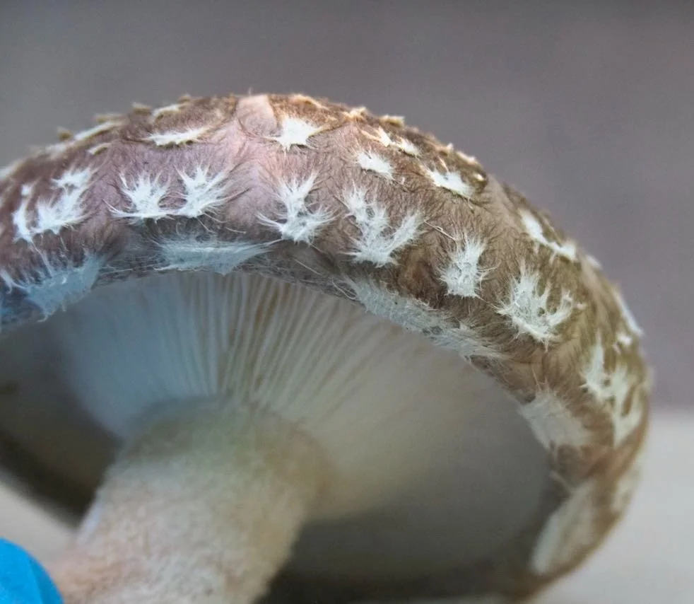 Strains — Pacific Northwest Forest-Cultivated Mushroom Growers Network