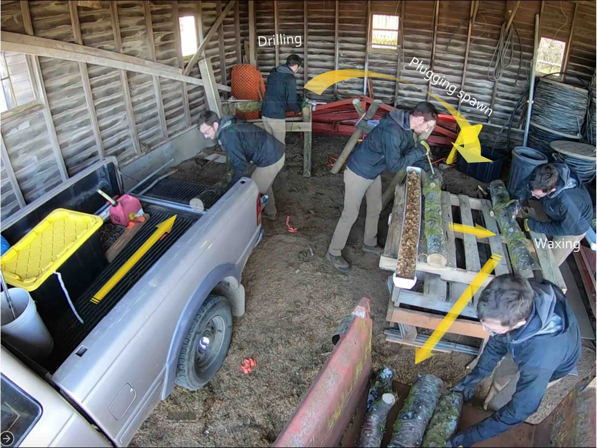 Inoculation — Pacific Northwest Forest-Cultivated Mushroom Growers Network