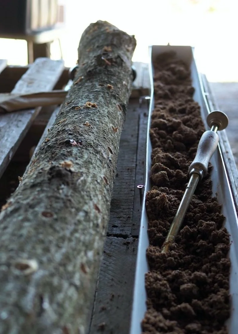 Inoculation — Pacific Northwest Forest-Cultivated Mushroom Growers Network