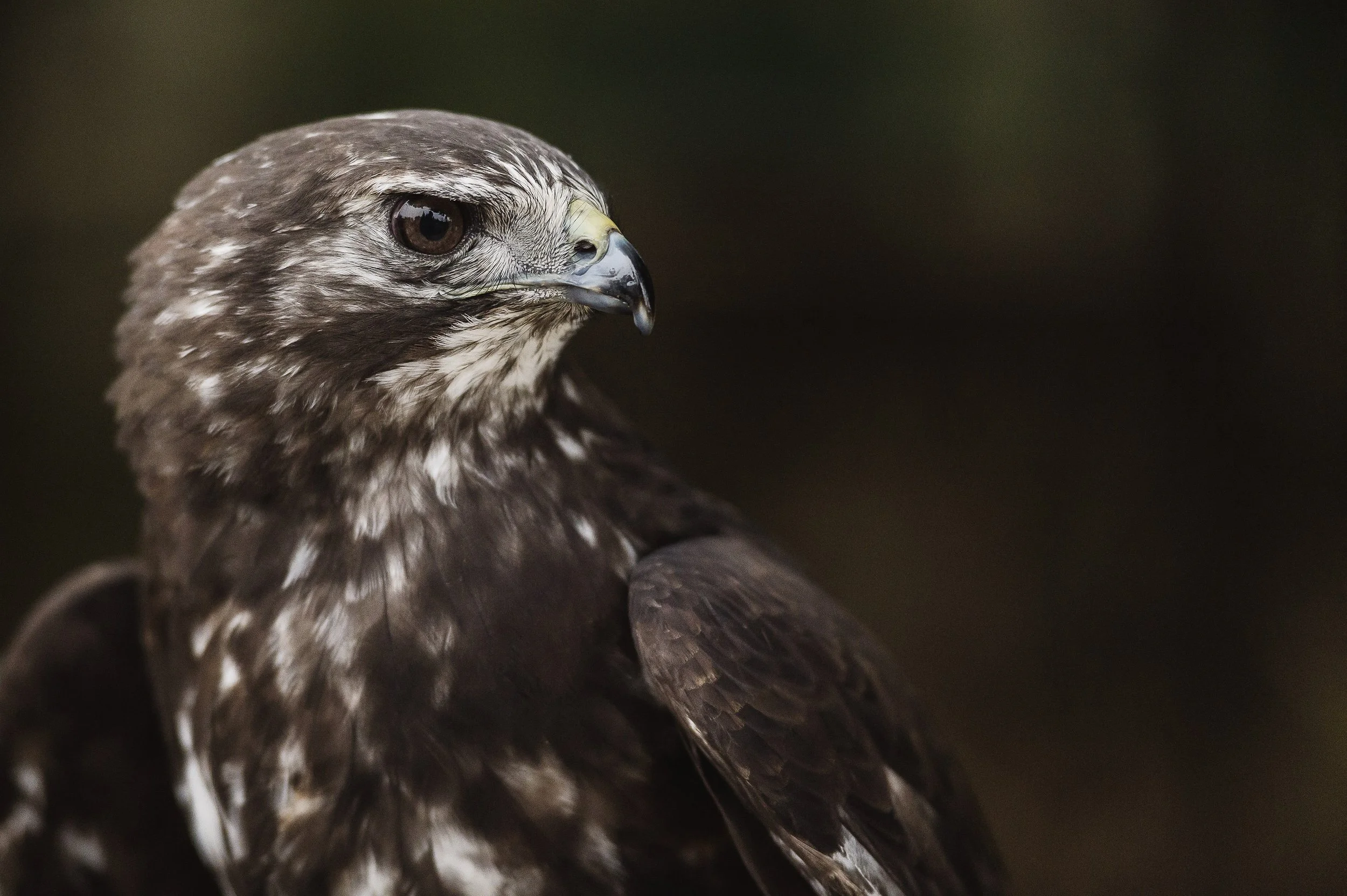 Tlingit Legends — AlaskaMary