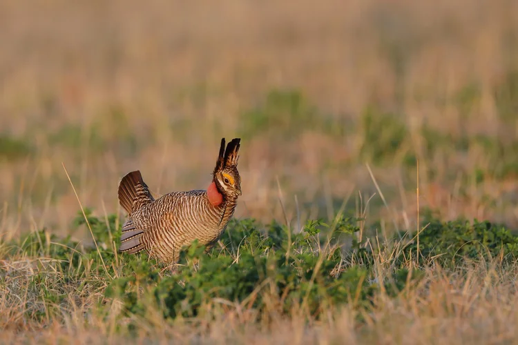 Birding Colorado Grouse — Rocky Mountain Birding