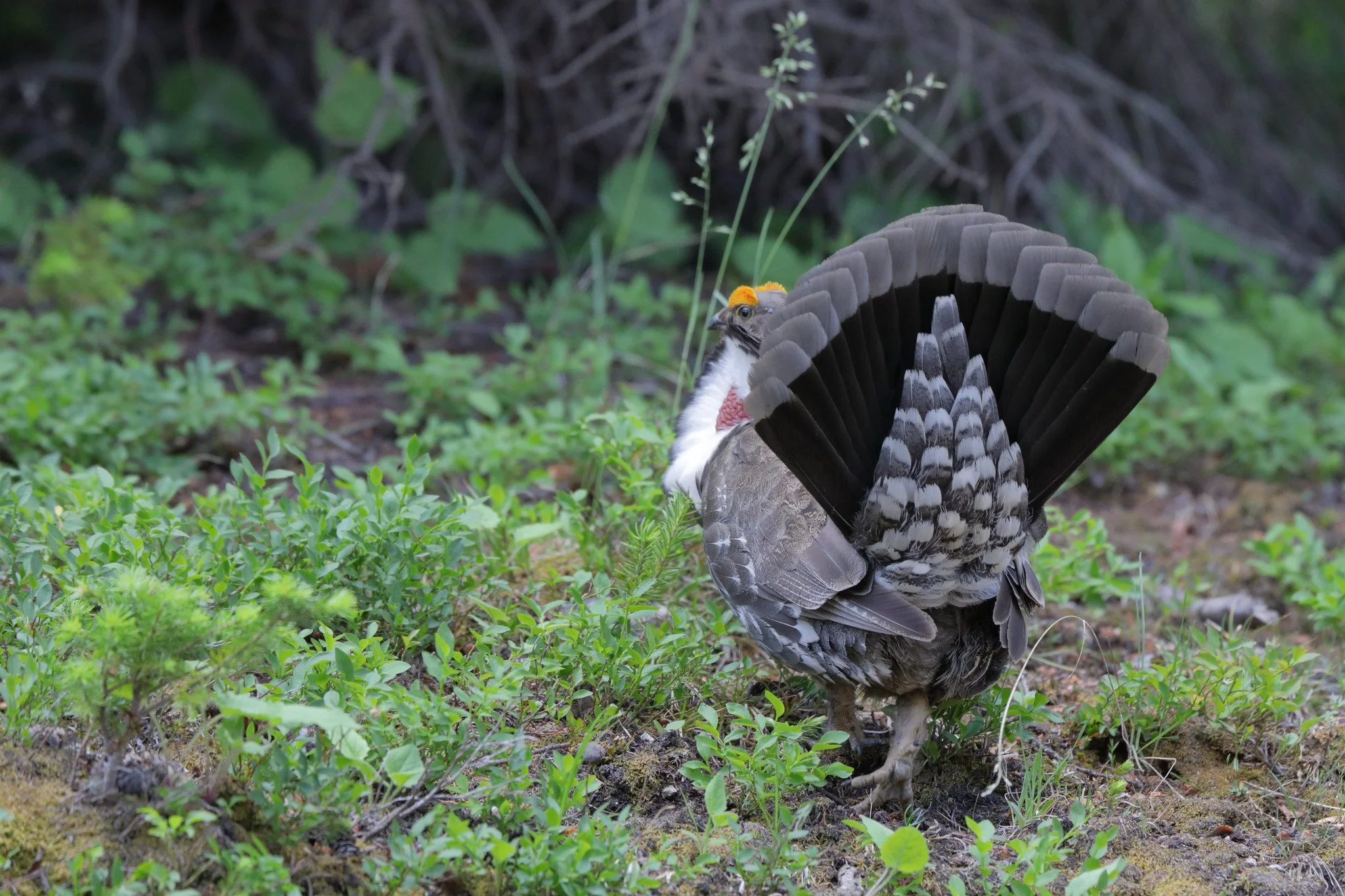 Birding Colorado Grouse — Rocky Mountain Birding