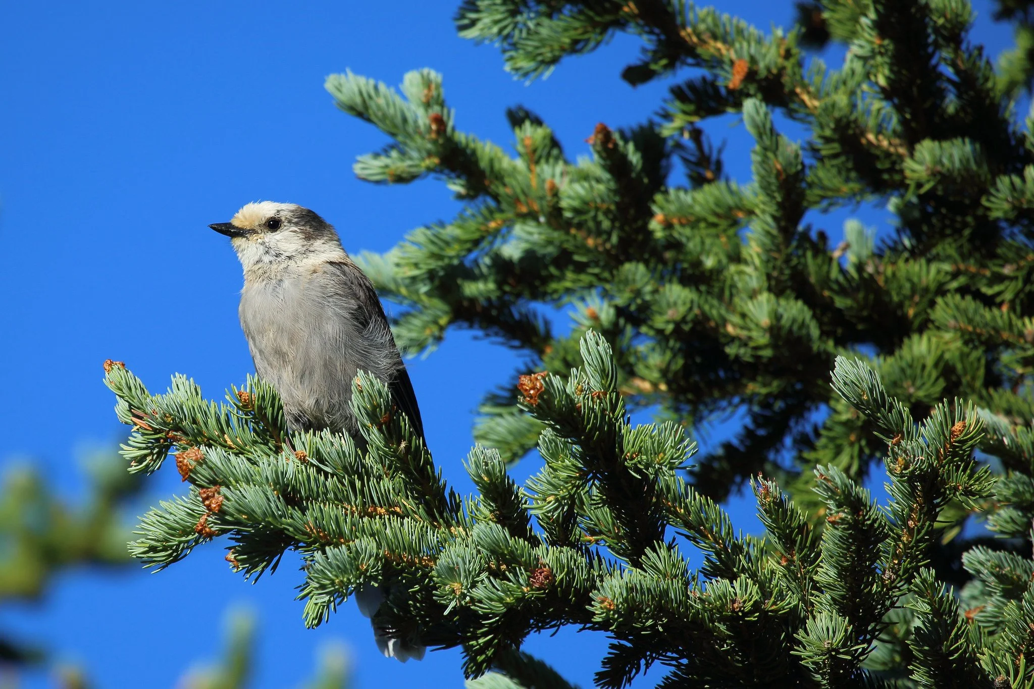 Bird & Wildlife Tours - Rocky Mountain Birding