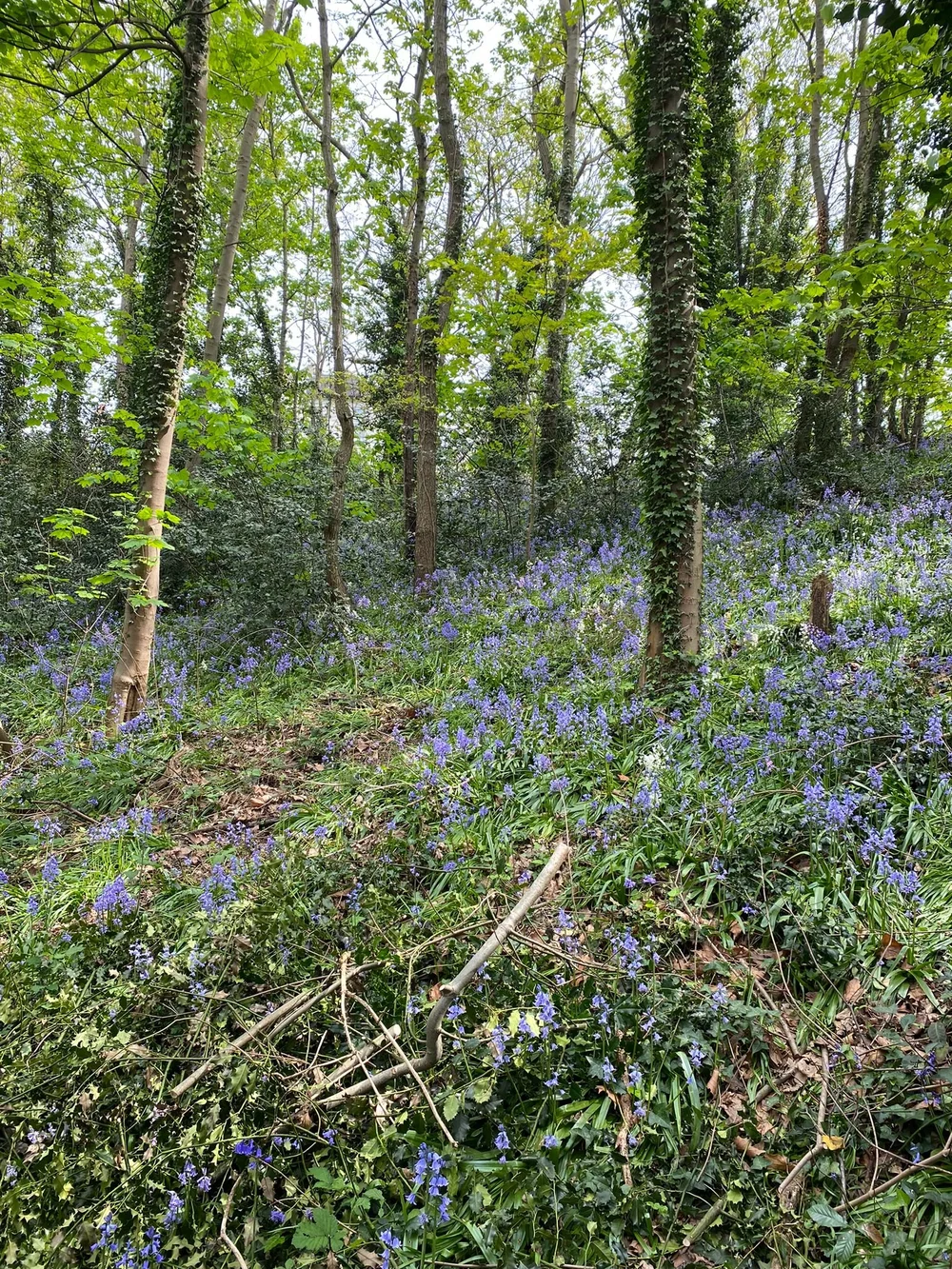 Plumstead Common Nature Reserve — Friends of Plumstead Common