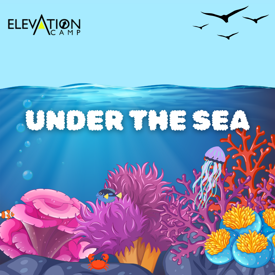 Schedule — Elevation Camp