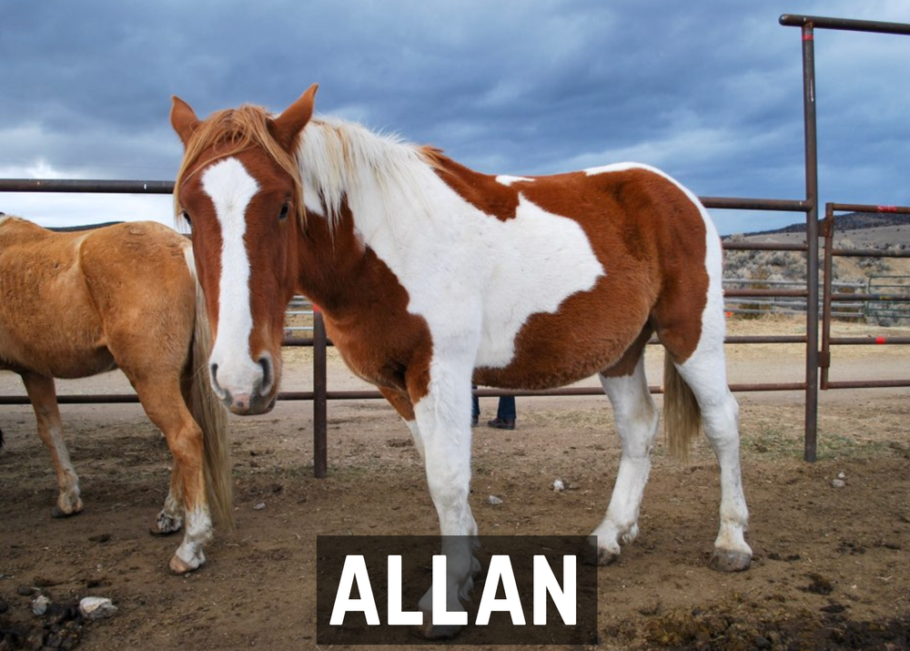 Name A Colt — Heroes and Horses