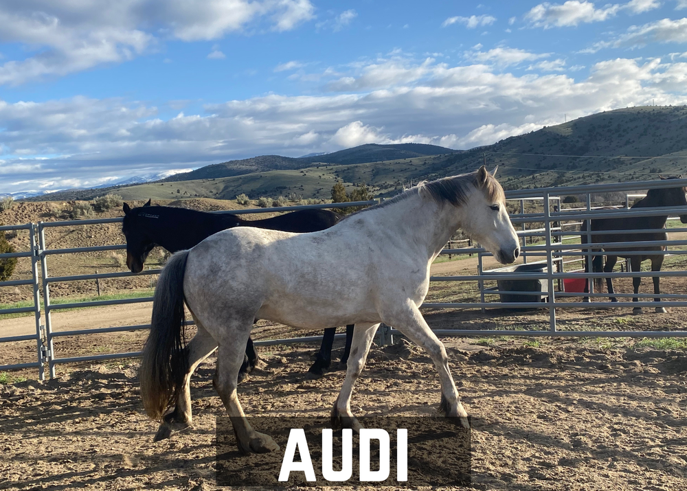 Name A Colt — Heroes and Horses