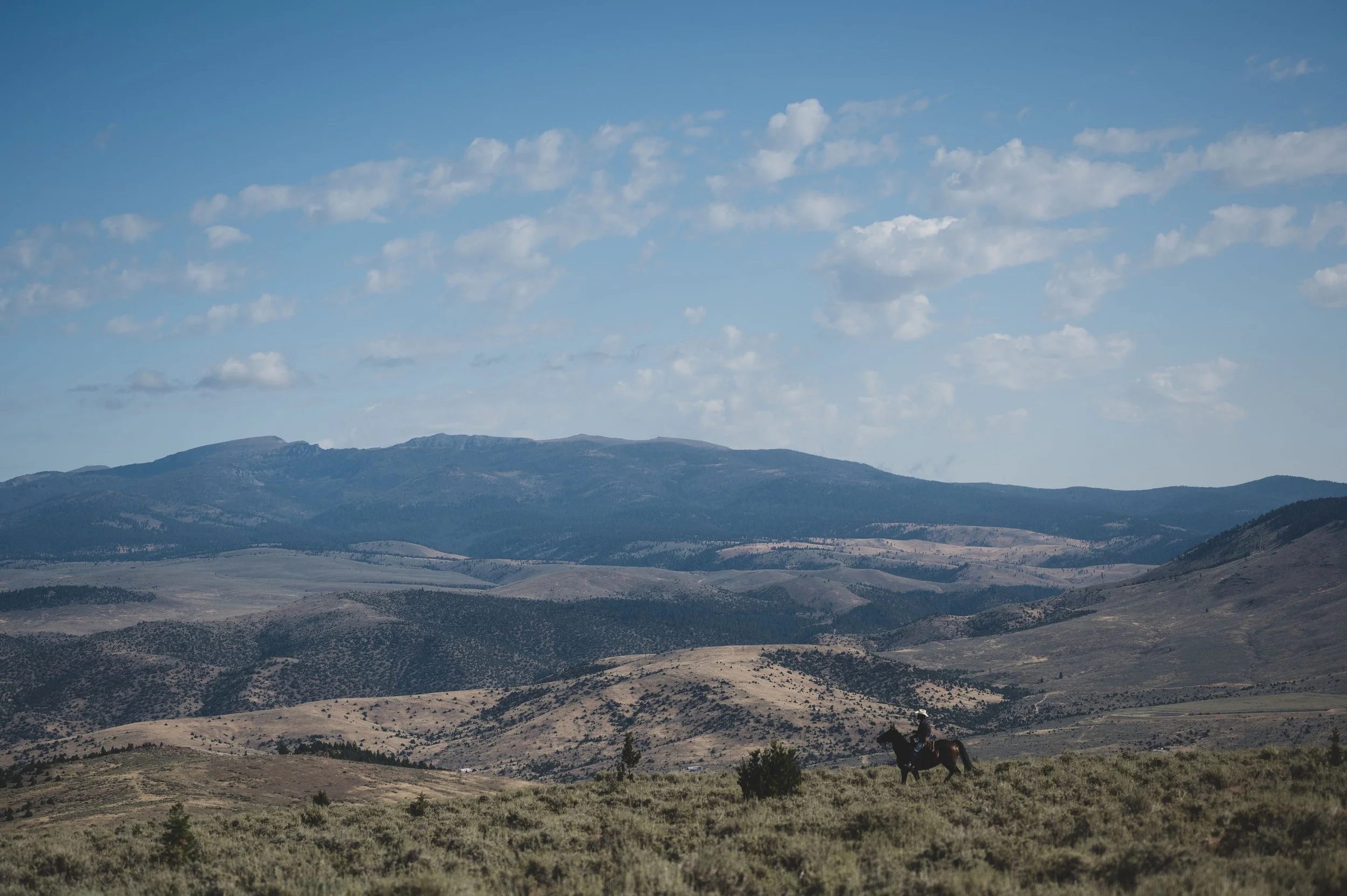 Our Team — Heroes and Horses