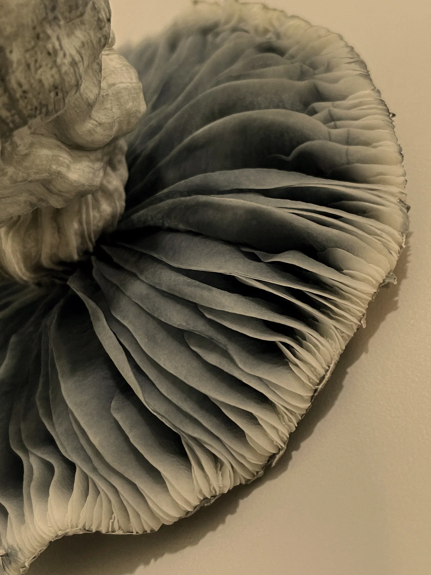 Psily Rabbit Medicinals