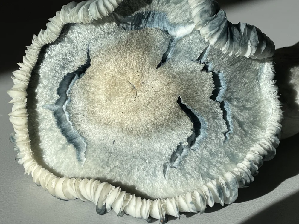 Psily Rabbit Medicinals