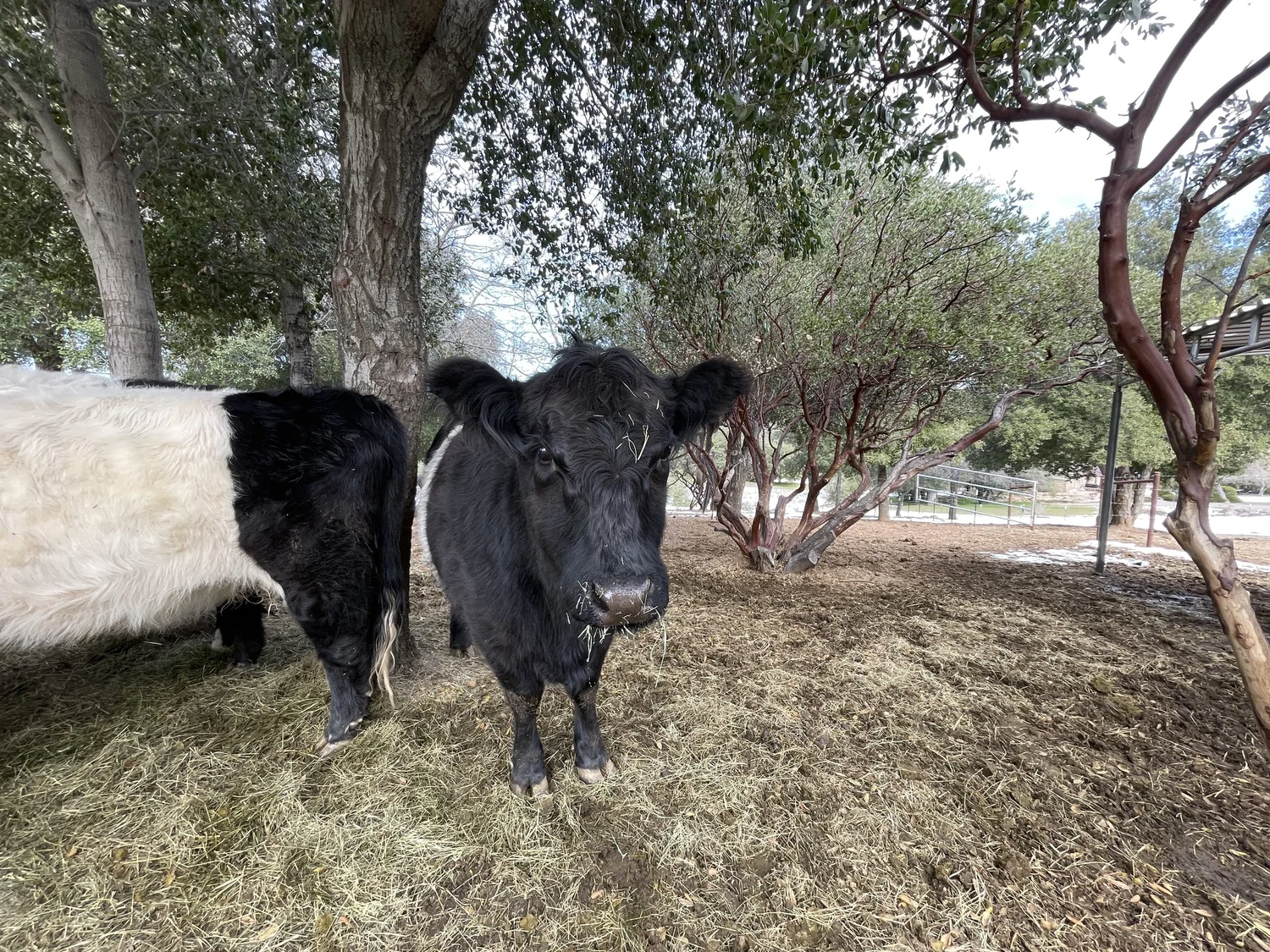 Julian Animal Sanctuary