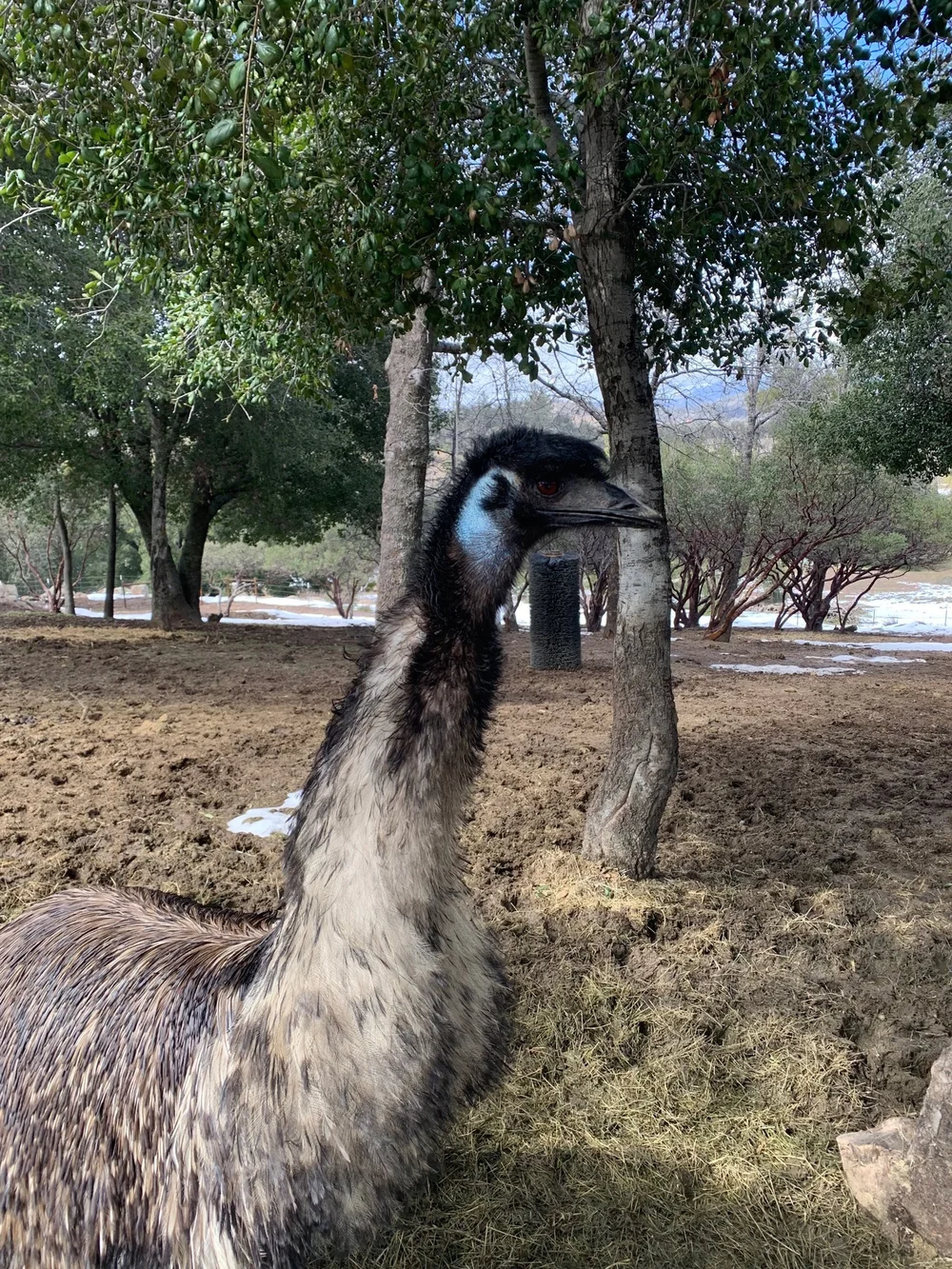 Julian Animal Sanctuary