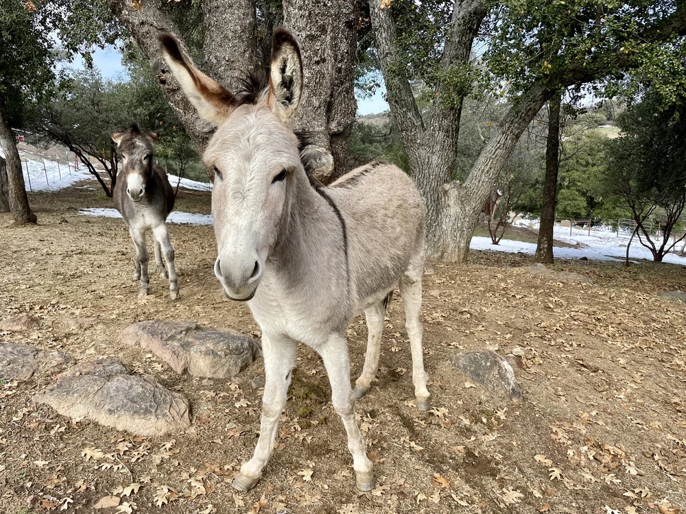 Julian Animal Sanctuary