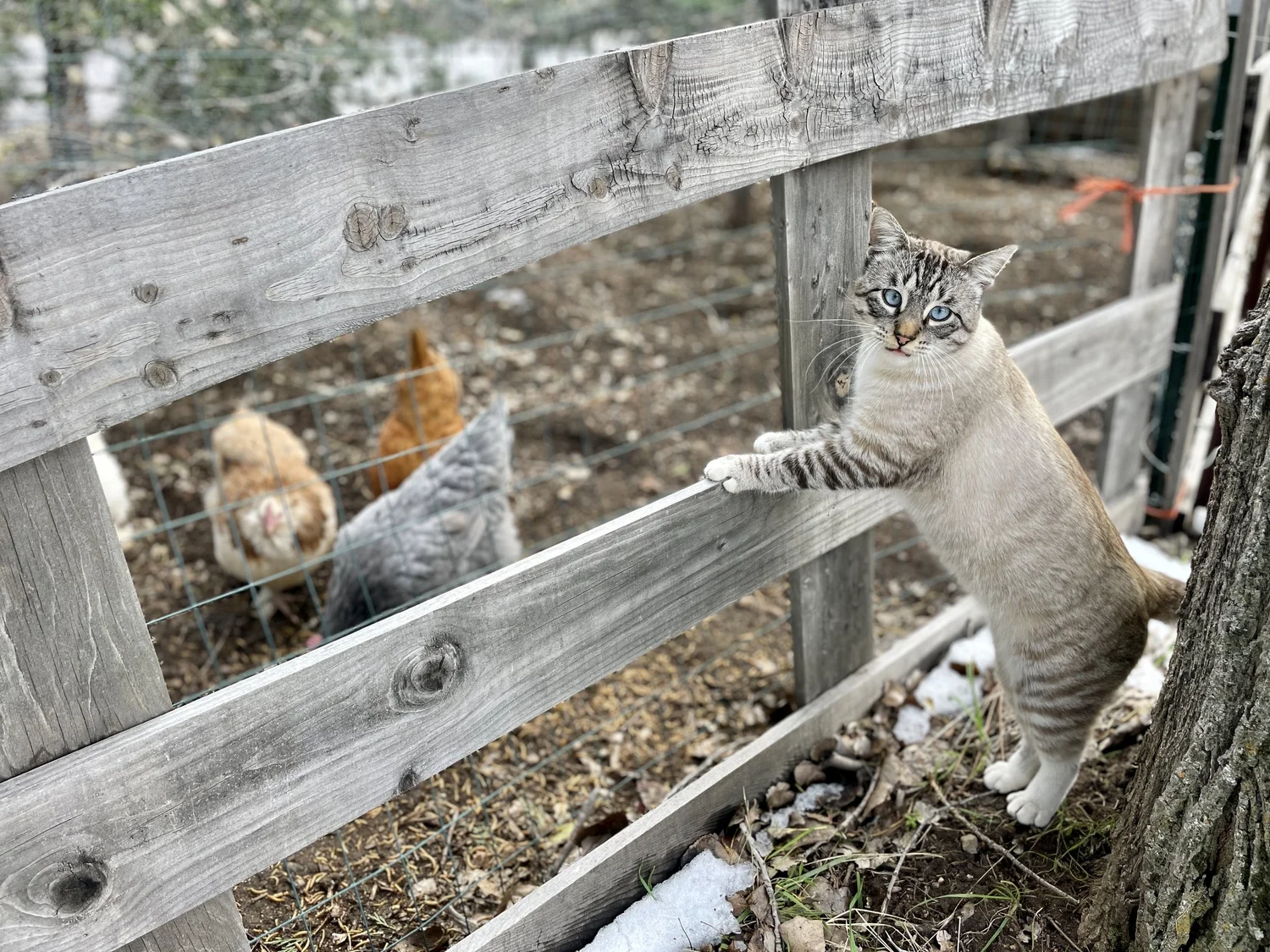 Julian Animal Sanctuary