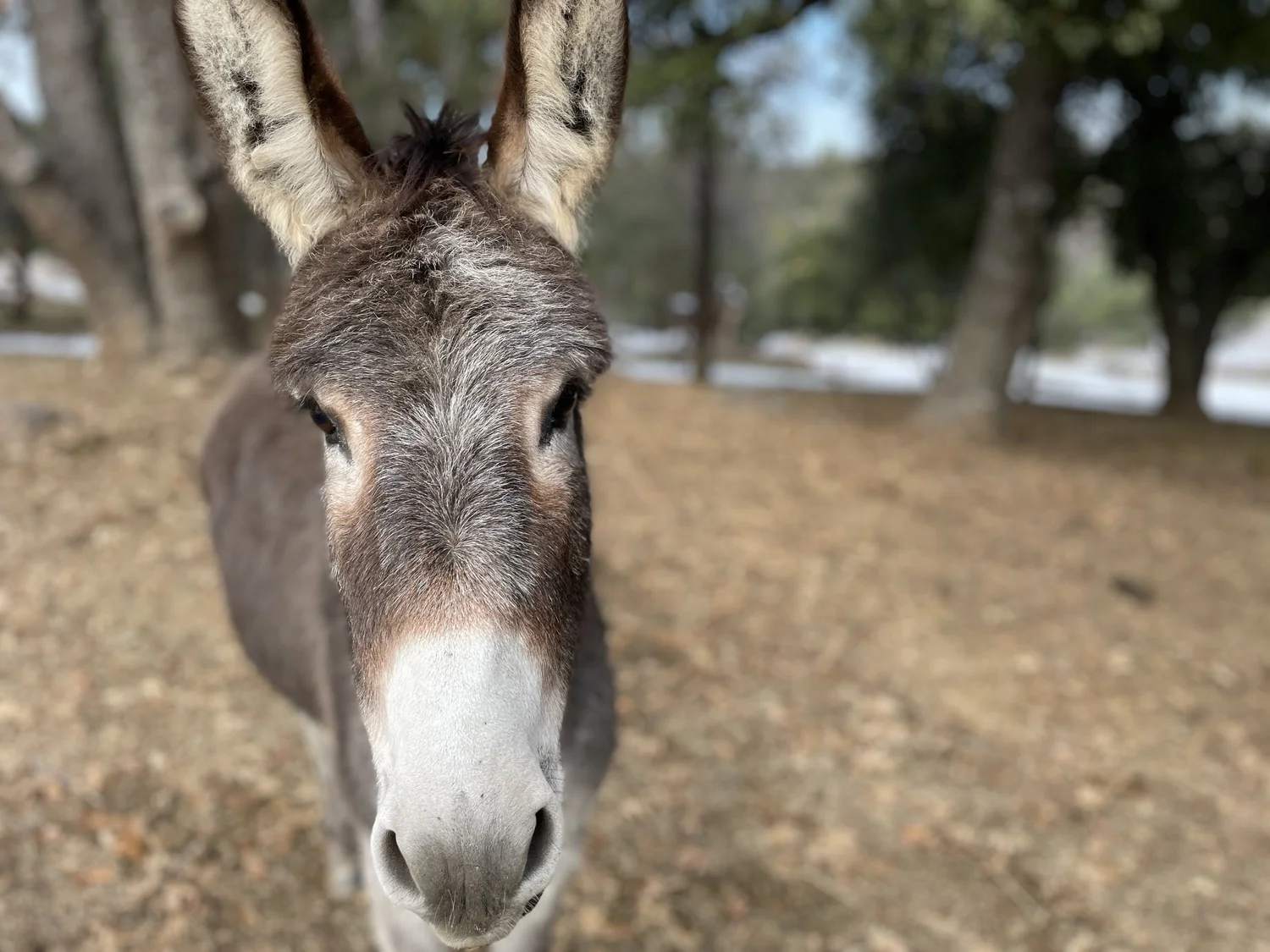 Julian Animal Sanctuary