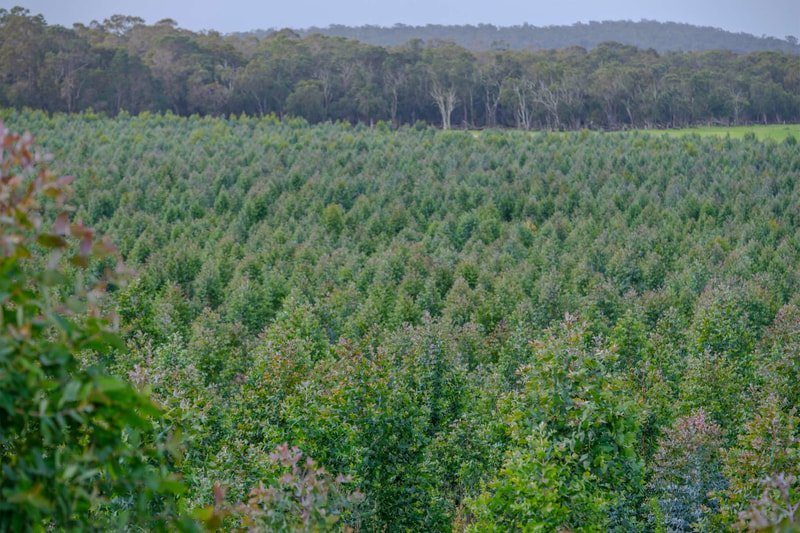 Forest Industries Federation WA