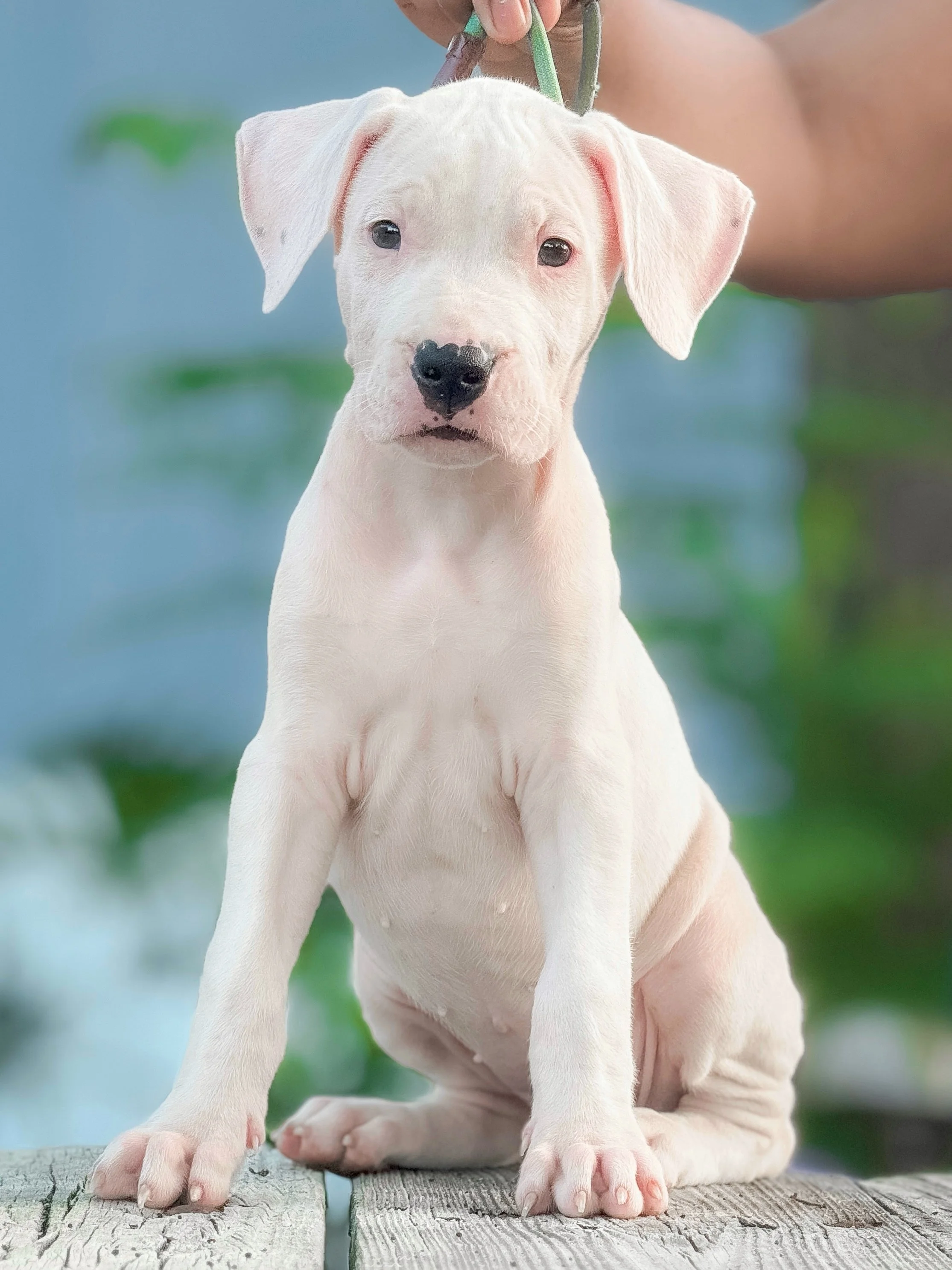 Dogo Argentino Puppies — Triple M Dogo