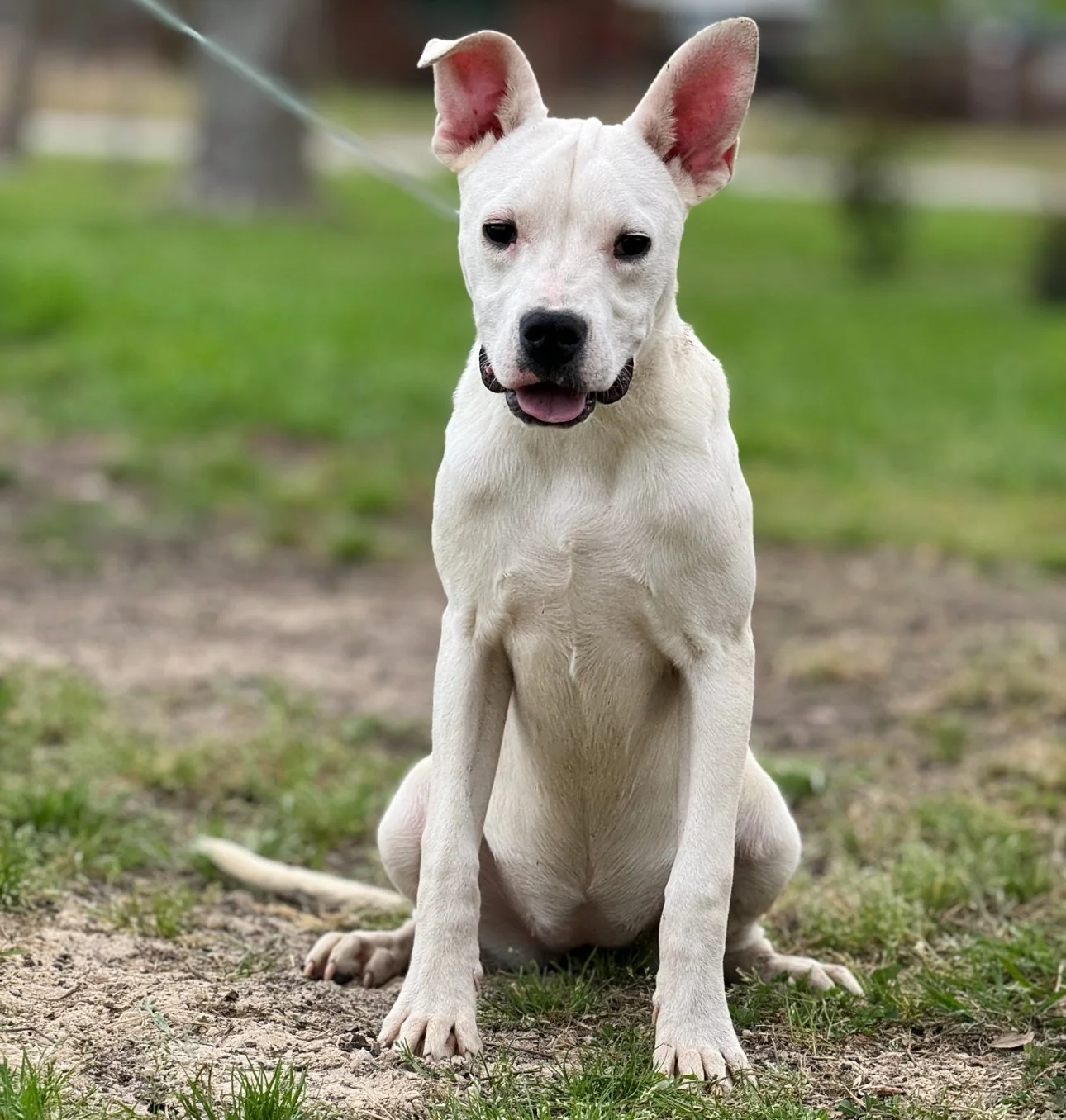 Dogo Argentino Puppies — Triple M Dogo